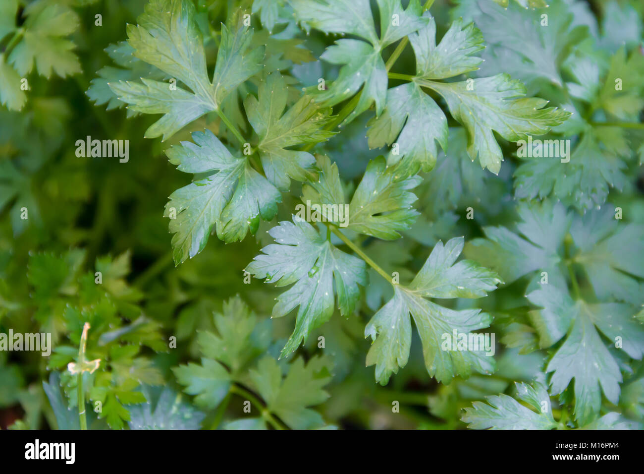 green leaves of fresh organic parsley from the garden Stock Photo - Alamy