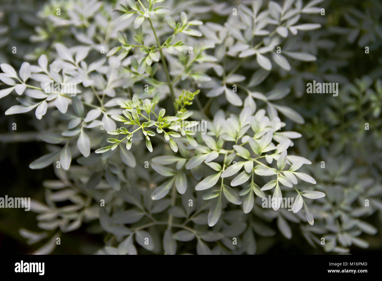 Leaves of the medicinal plant Ruta graveolens with unfocused background ...