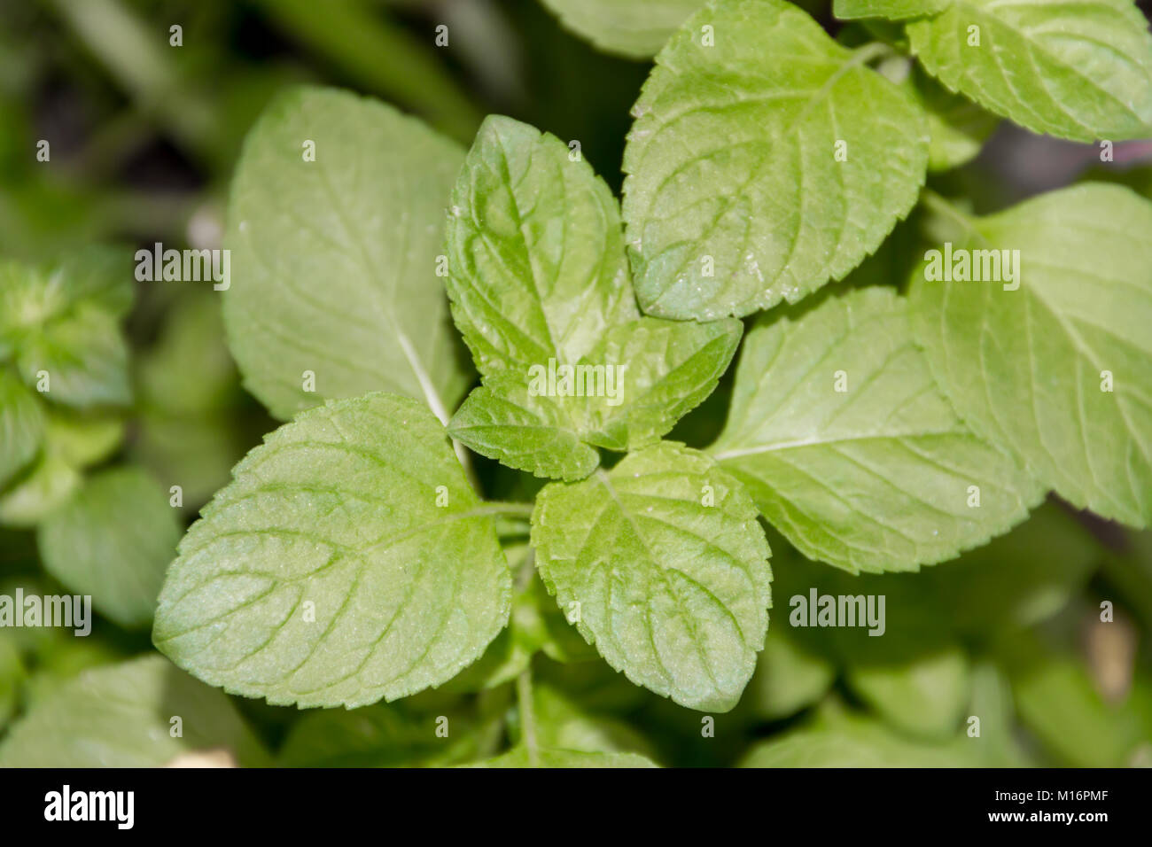 Hojas menta hi-res stock photography and images - Alamy
