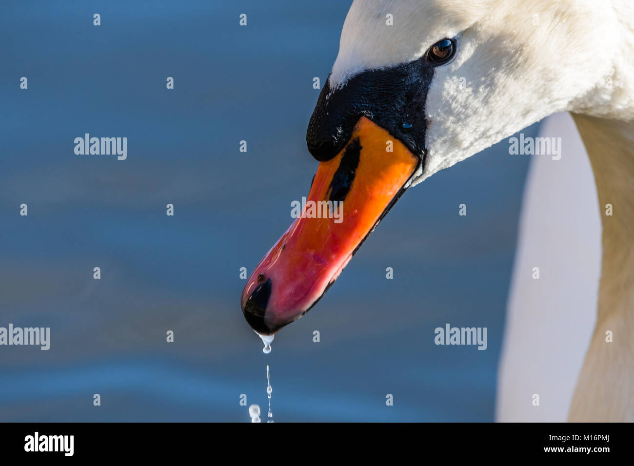 Detail of head of a swan. Smooth background, blue water. Sunny day ...