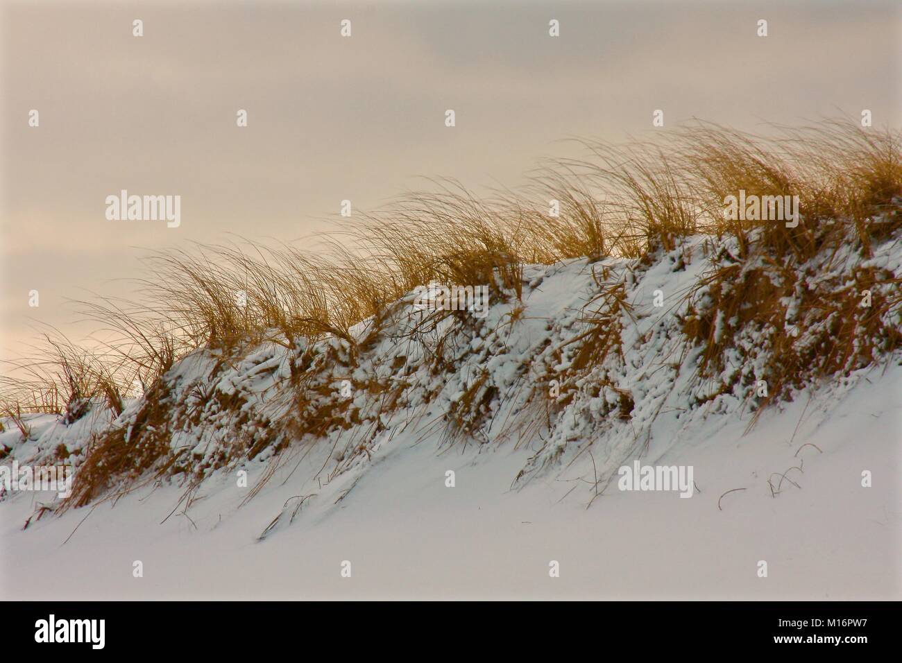 Snow covered dunes with sea grass in the afternoon light on Cape Cod ...