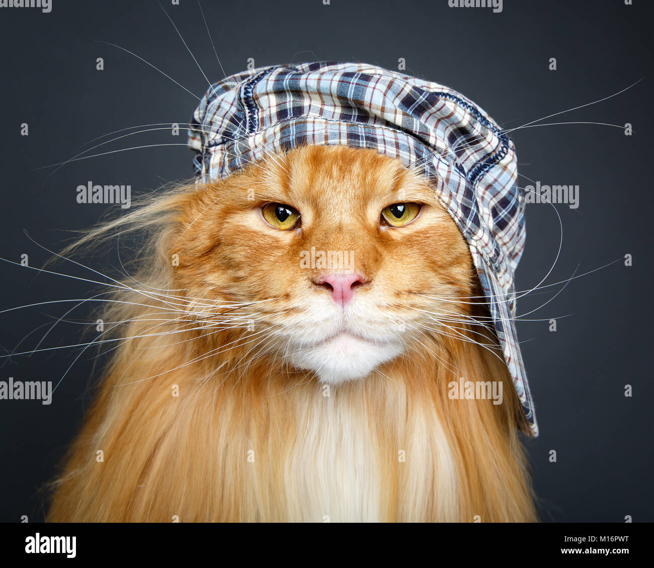 beautiful maine coon cat in hat Stock Photo - Alamy