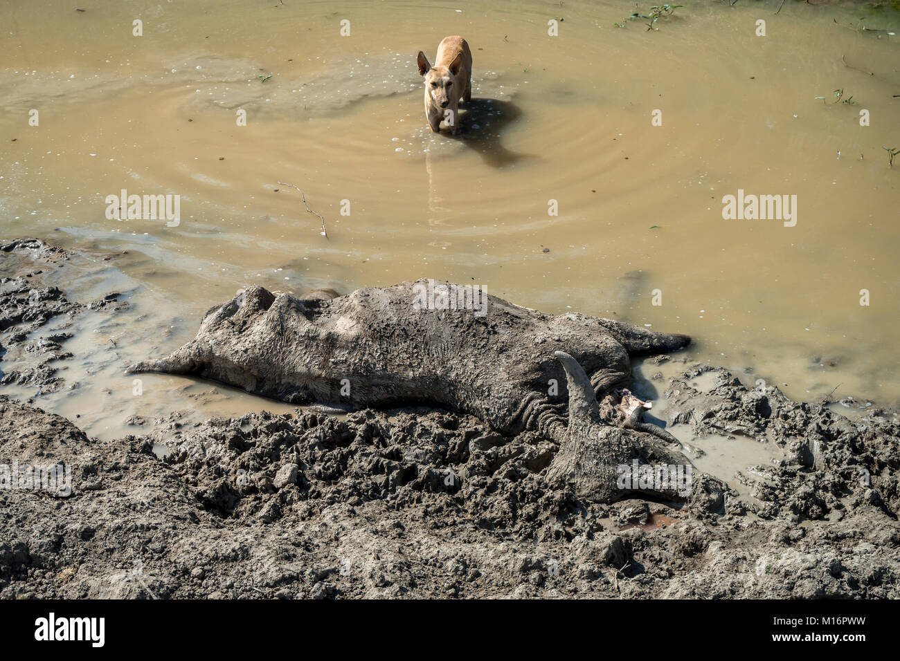 A dog near dead boy of cow and trying to eat the remains Stock Photo ...