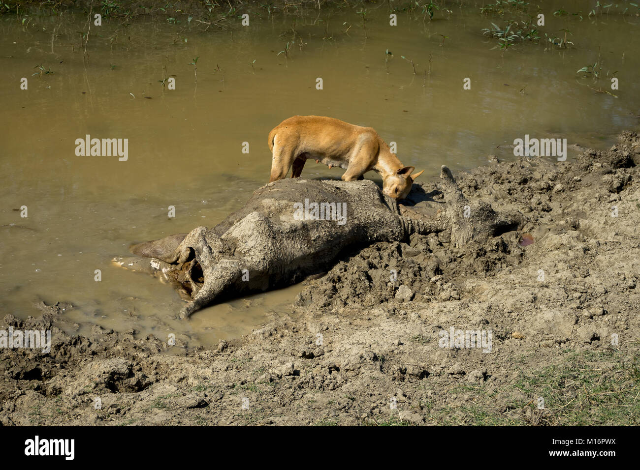A dog near dead boy of cow and trying to eat the remains Stock Photo ...