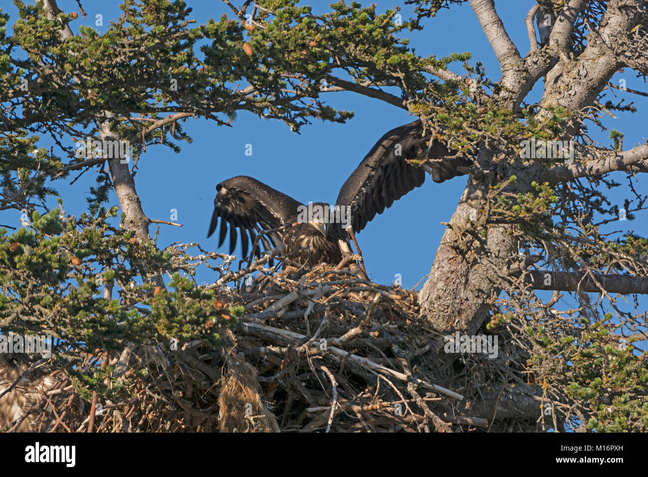 Fledgling Eagle Testing its Wings in a Nest near Homer, Alaska Stock ...