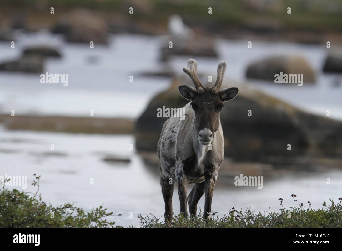 Barren ground caribou hi-res stock photography and images - Alamy