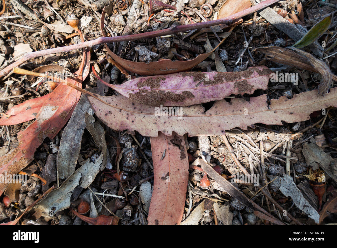 Australian gumnuts hi-res stock photography and images - Alamy