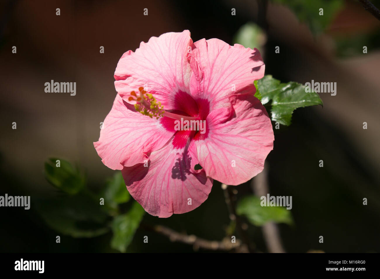 Hibiscus rosa sinensis brilliant red hi-res stock photography and ...