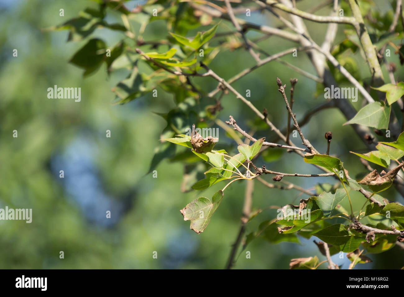 Close up Disease leaf of Green mix red Maple tree Stock Photo - Alamy