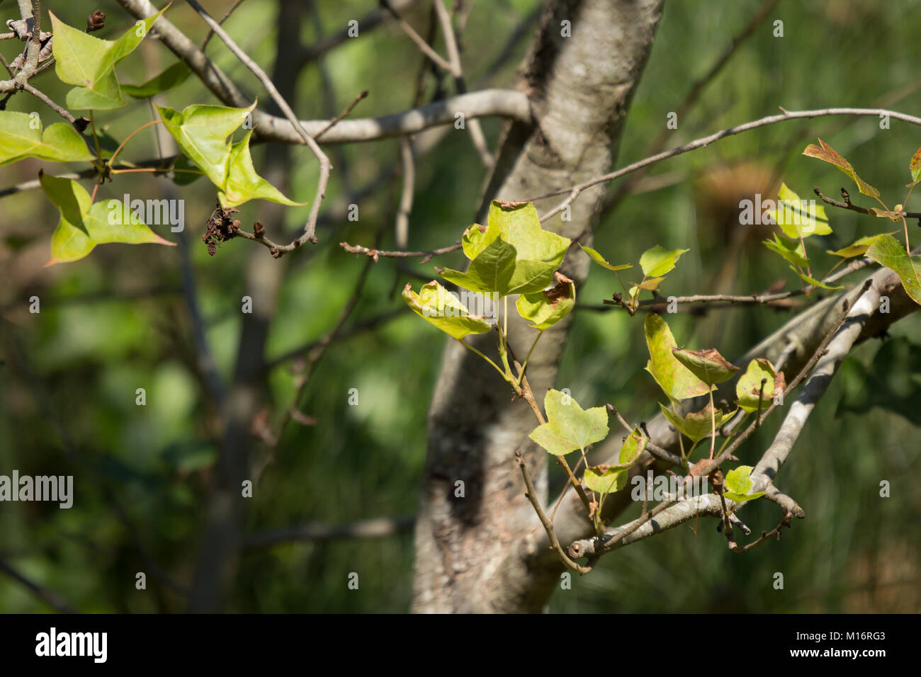 Close up Disease leaf of Green mix red Maple tree Stock Photo - Alamy