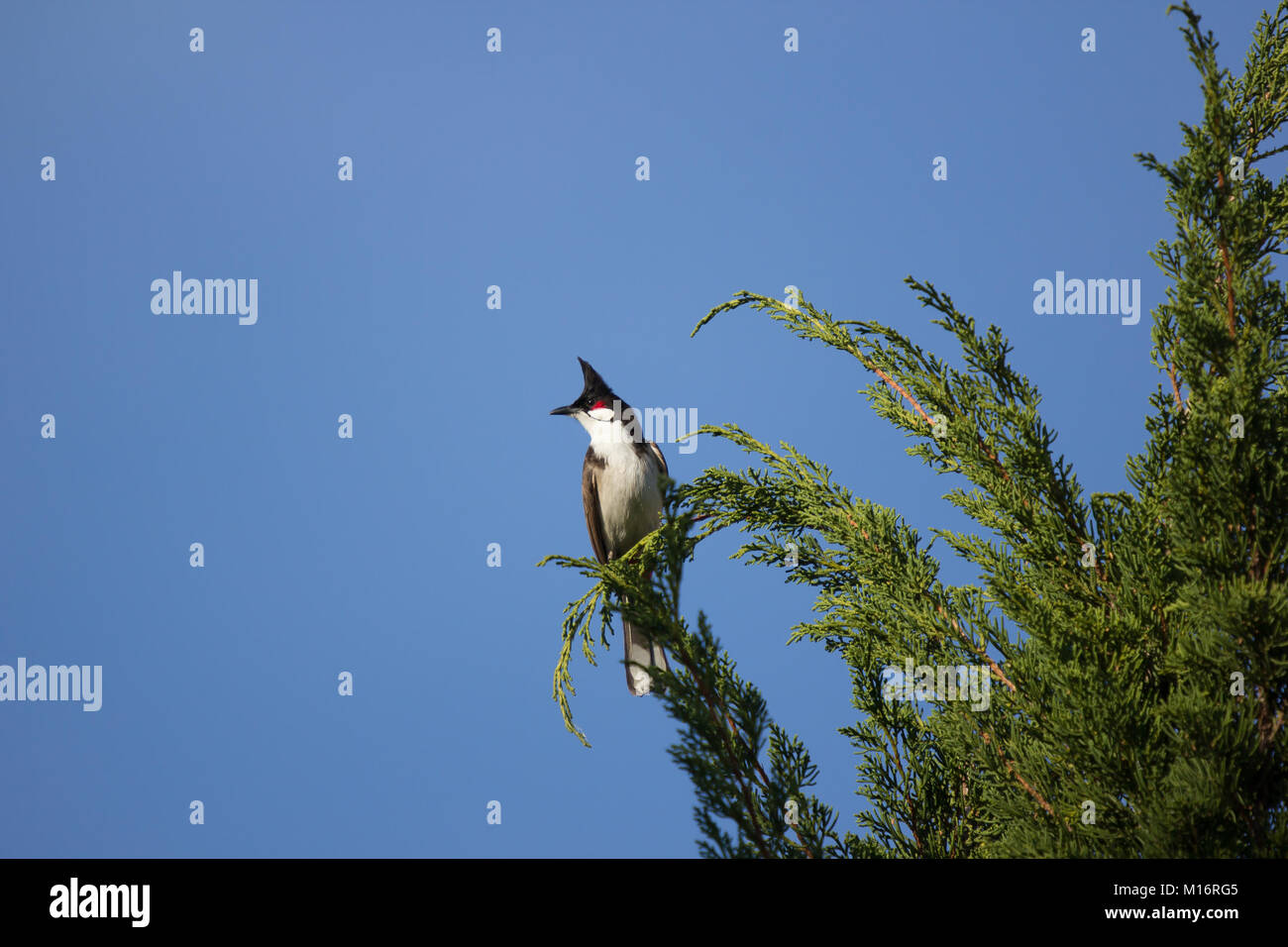 Red whiskered Bulbul Bird on Tree ,Pycnonotus jocosus Stock Photo - Alamy