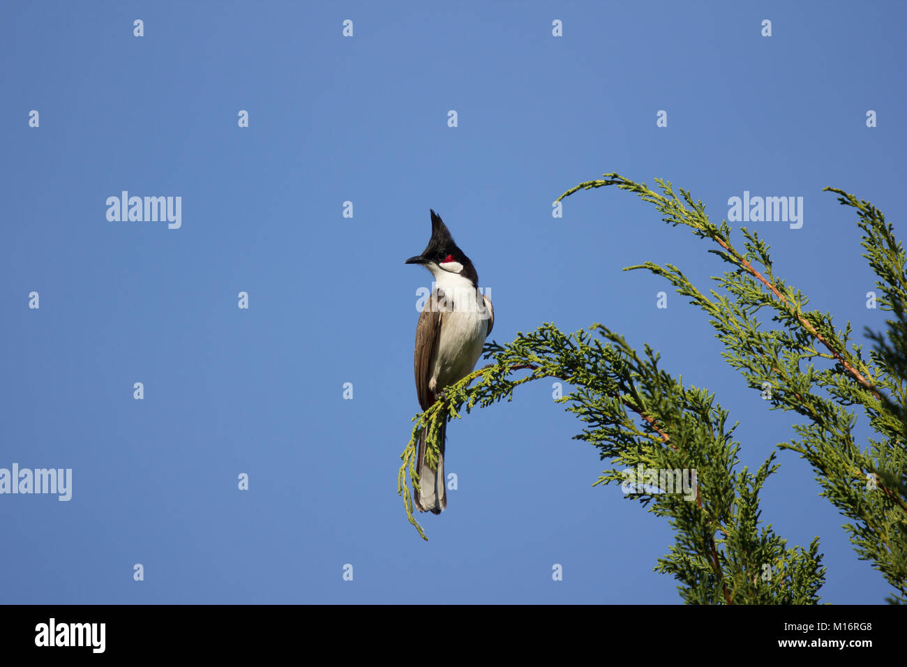 Red whiskered Bulbul Bird on Tree ,Pycnonotus jocosus Stock Photo - Alamy
