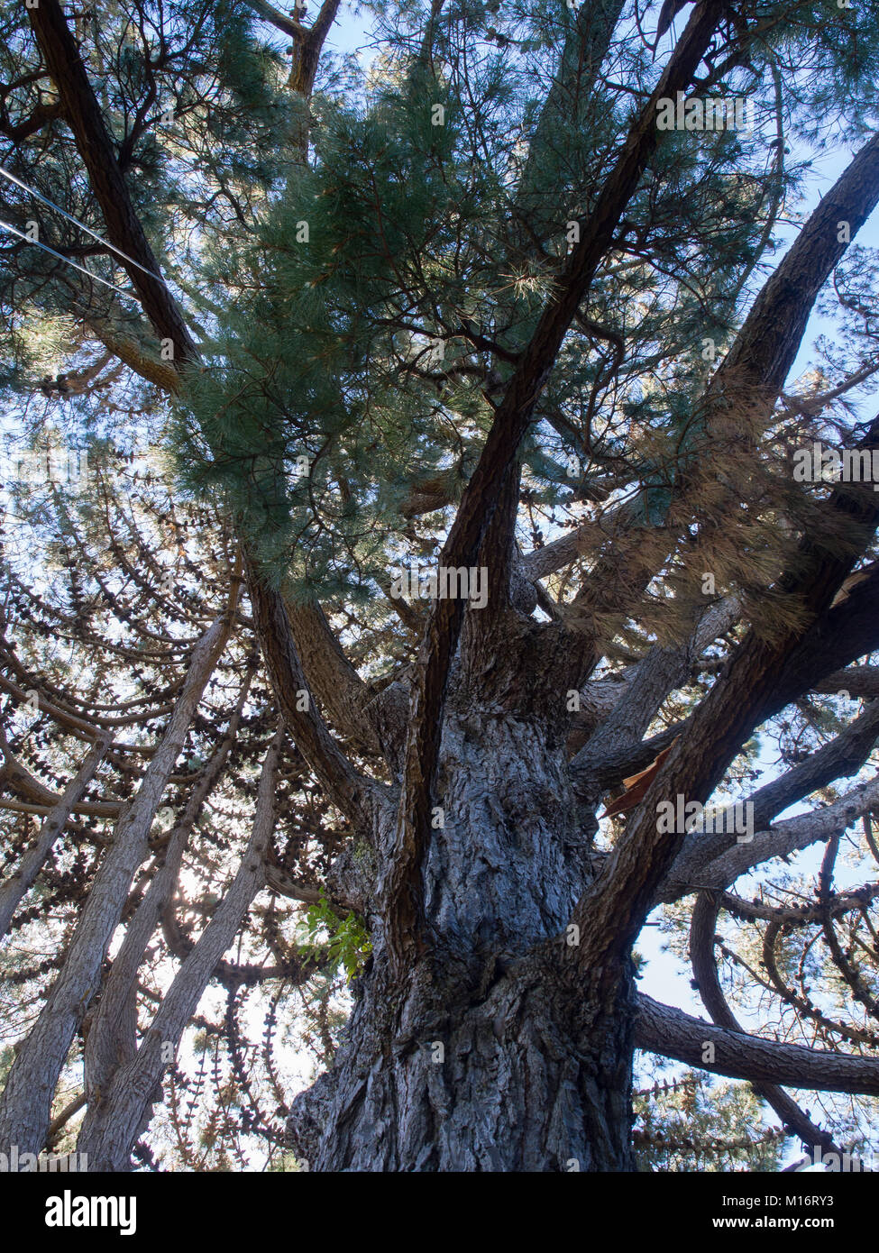Nature pine tree hi-res stock photography and images - Alamy
