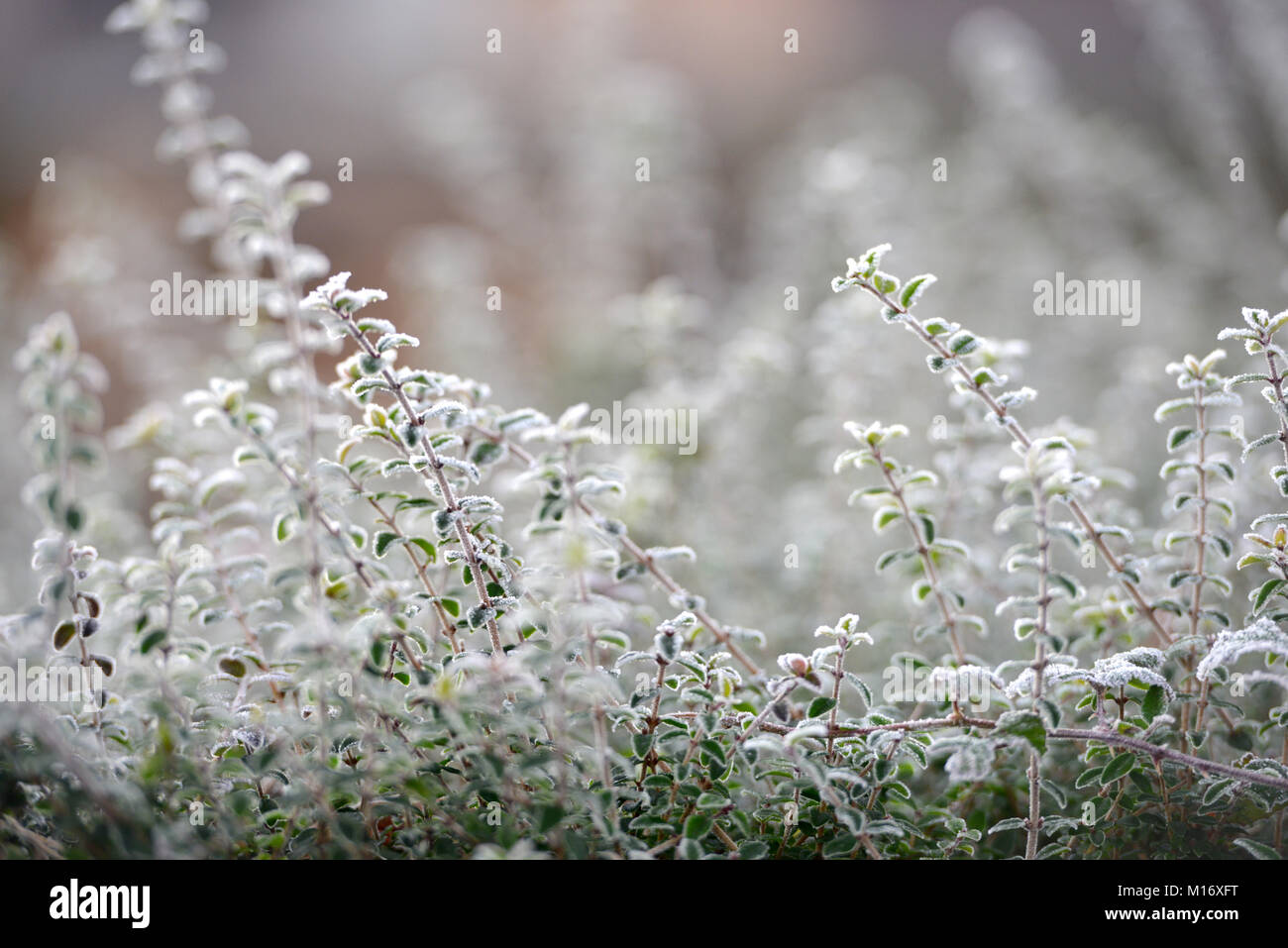 Heavy frost hi-res stock photography and images - Alamy