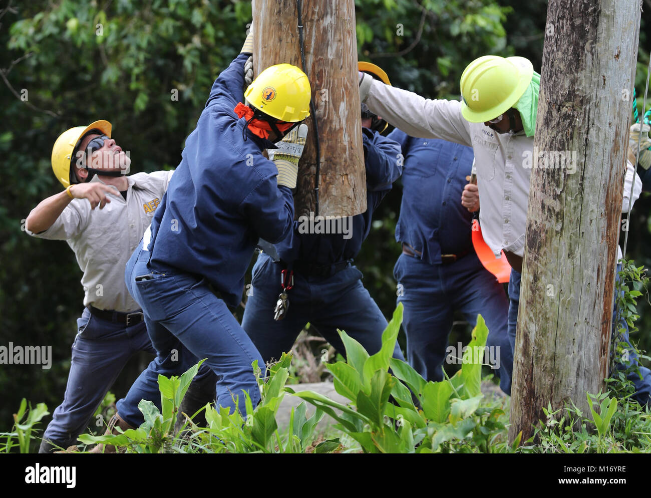 NAGUABO, Puerto Rico. , . BARRIO MAIZALES. BRIGADAS DE CELEDORES Y DE ...