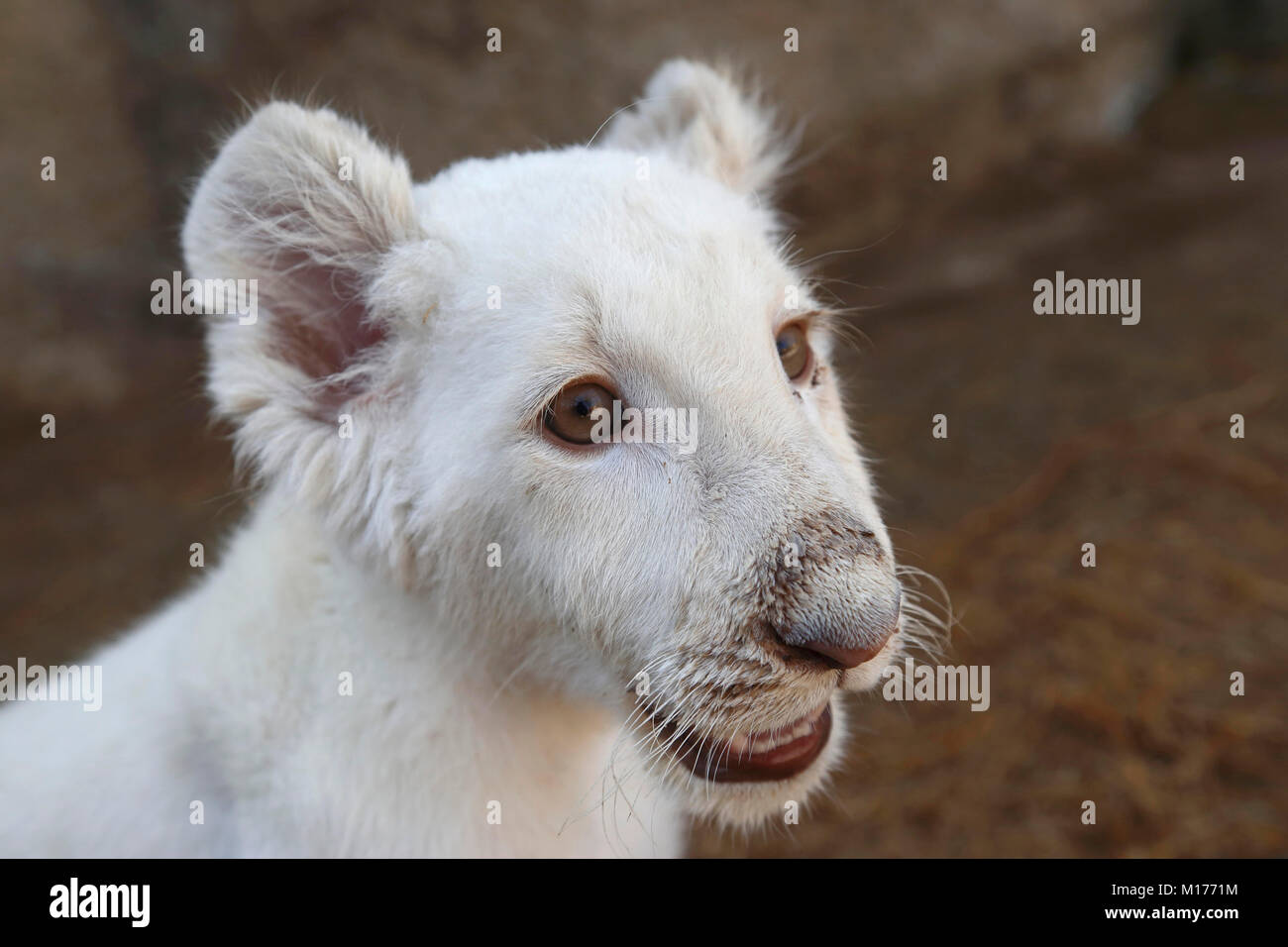 Lion Born High Resolution Stock Photography and Images - Alamy