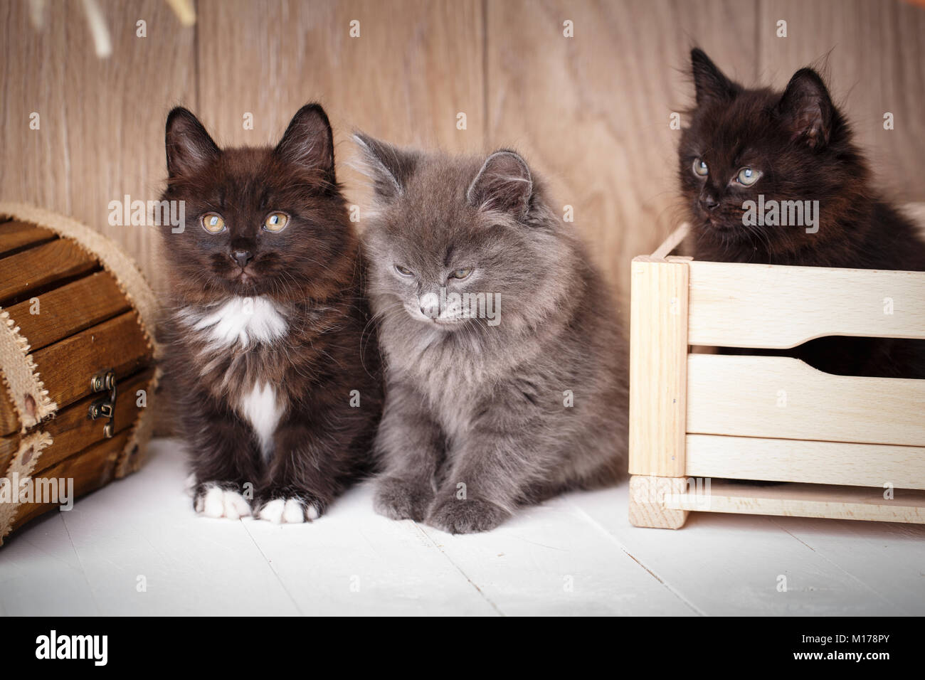 Three funny and cute black Kurilian Bobtail cats are sitting. Purebred ...