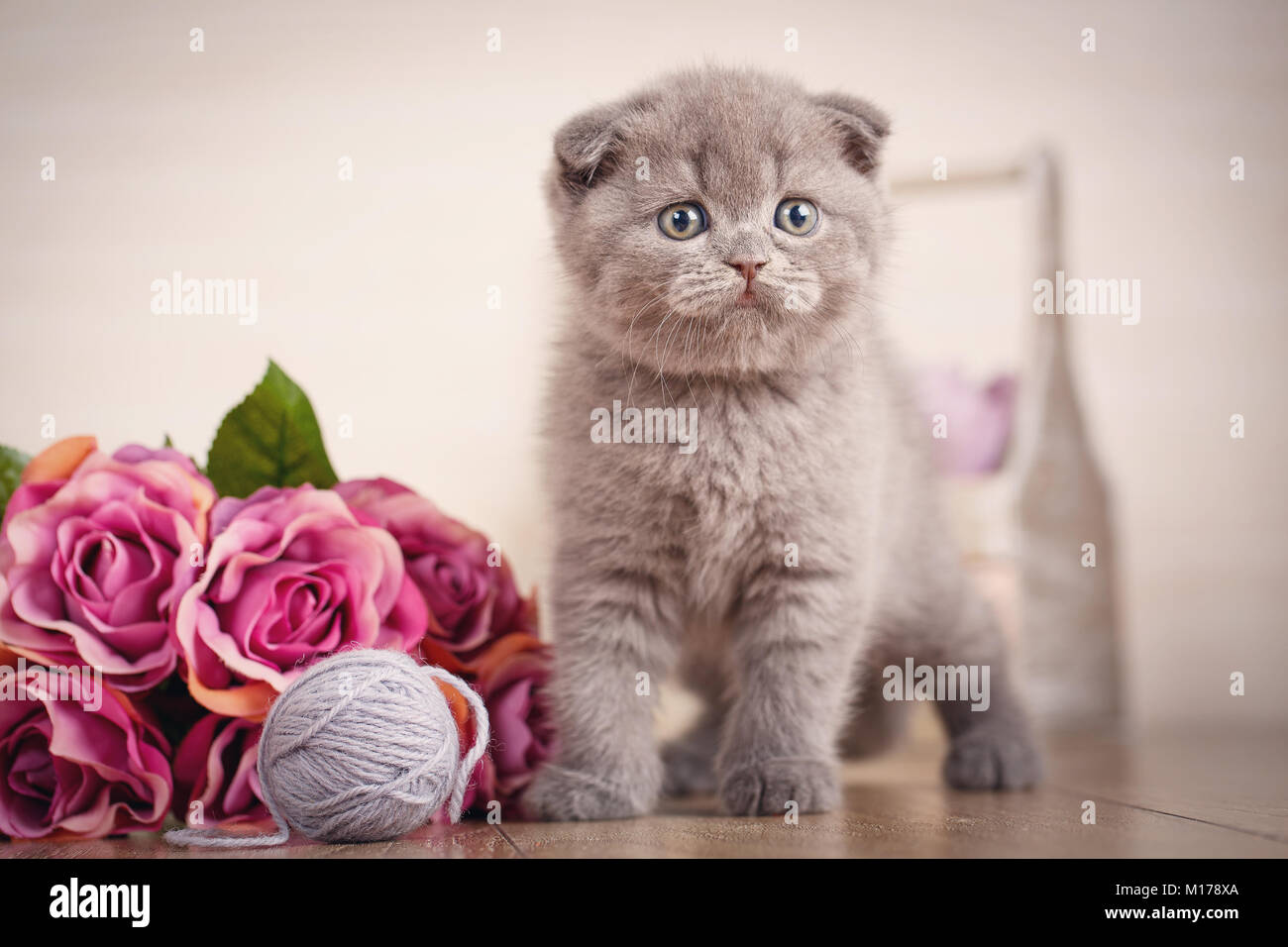 pedigreed cat. Cat food promotion. Cat background. Images picture for a ...