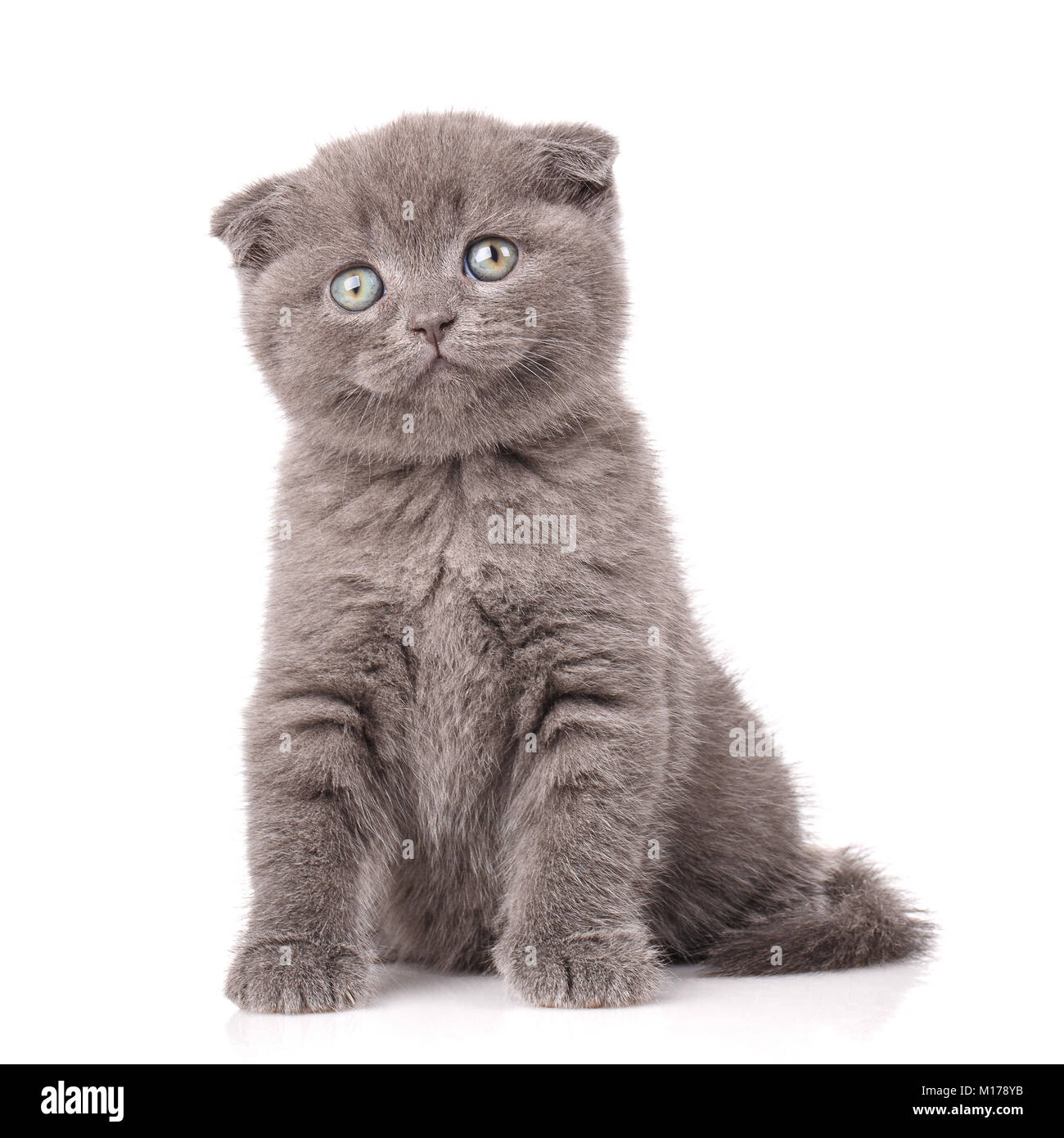 Gray Scottish Fold Cat sits on white background . A playful kitten ...