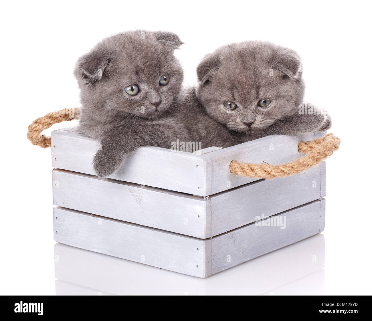 Home, peace, love concept - Cats. Scottish Fold Kittens in box on white ...