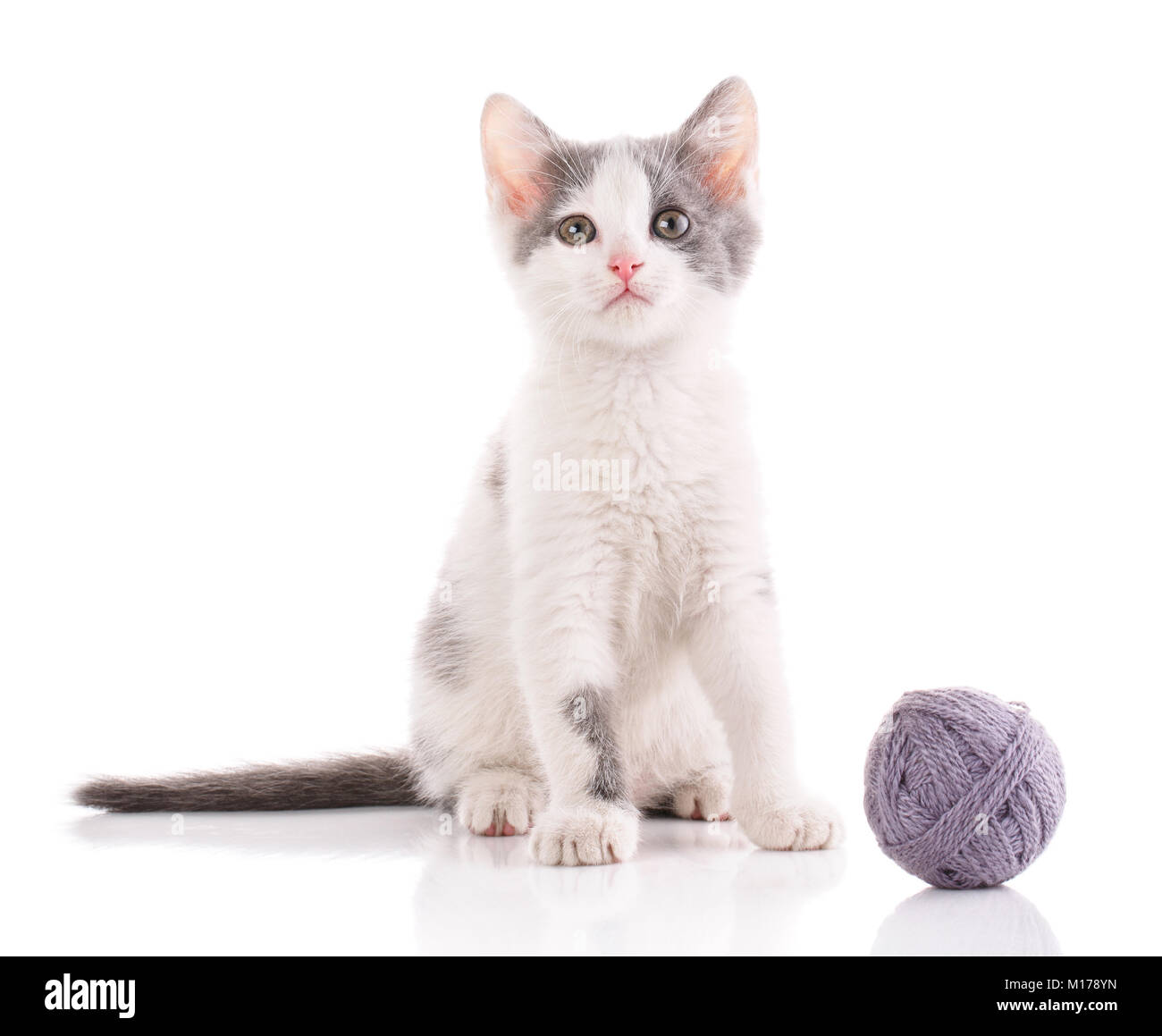 A kitten on a white background. The cat is playing with the ball. nba ...