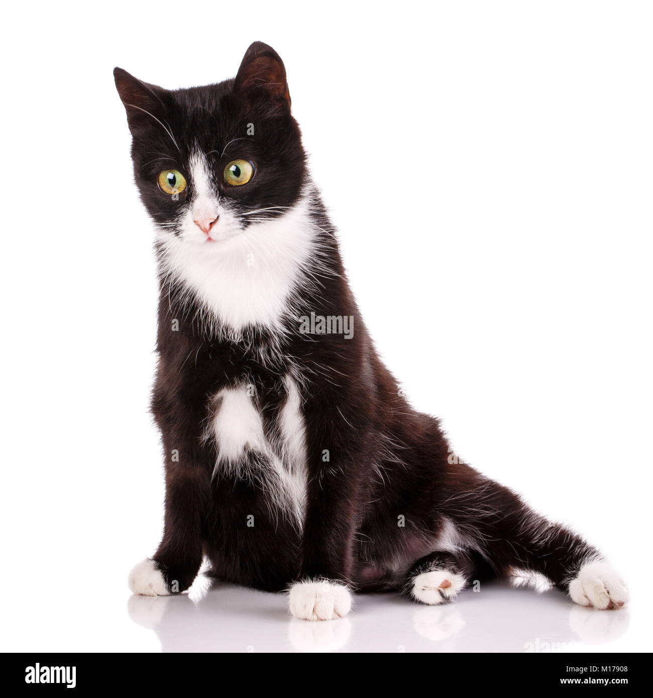 Cat is isolated on white. Cat poster. Kitty without breed Stock Photo ...