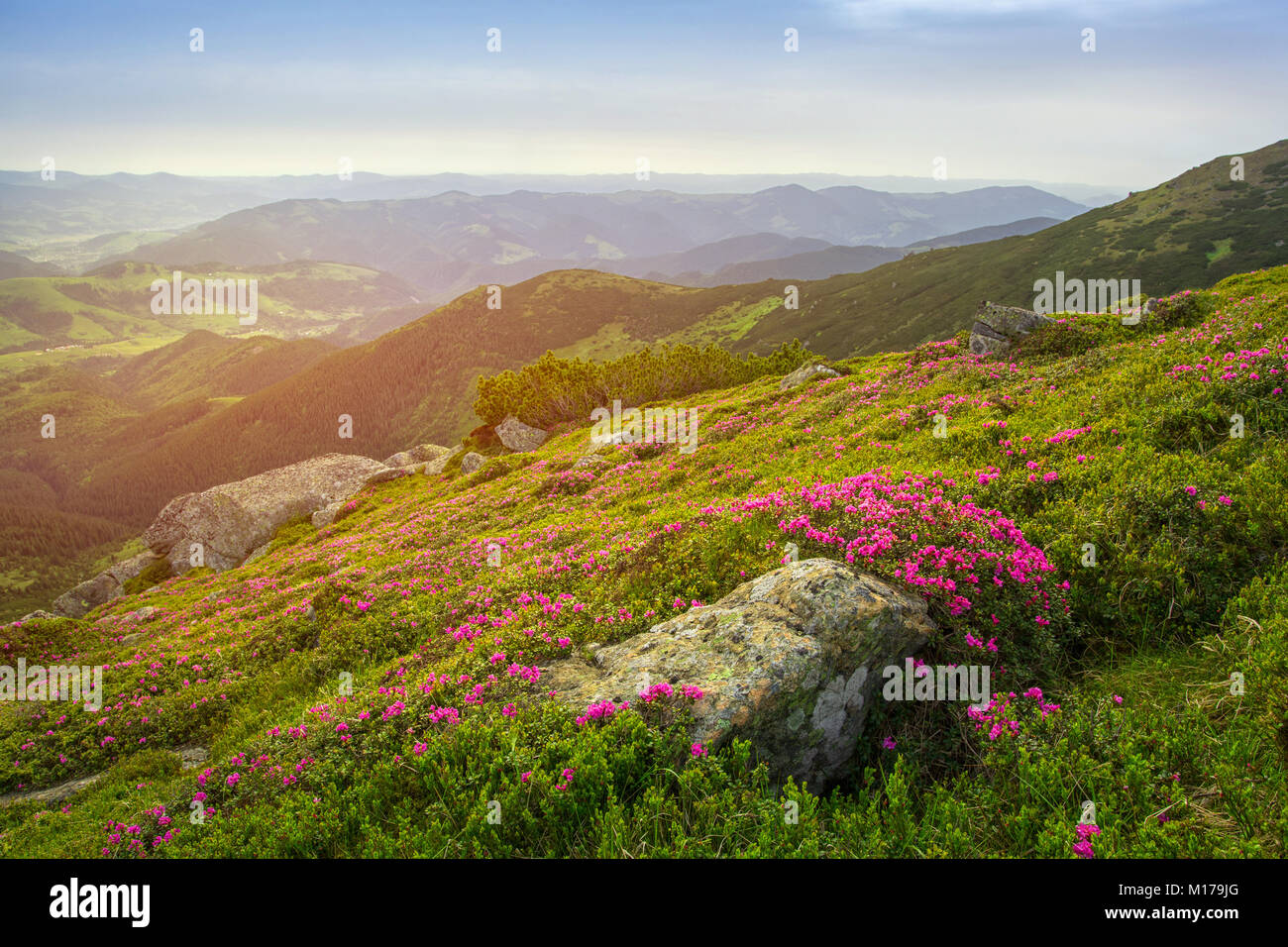 Colorful summer landscape with rhododendron flowers. Travel and tourism ...