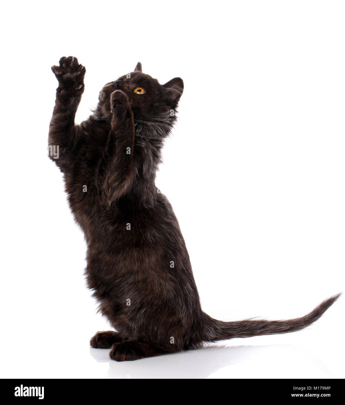 A playful black kitten on a white background. Succession is seeking ...