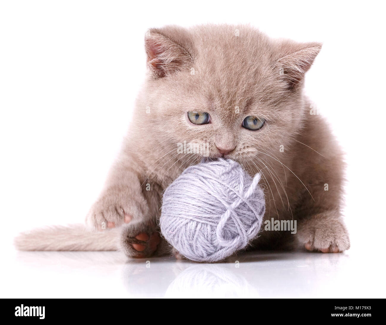 Scottish Straight Cat playing with a tangle of threads on white ...