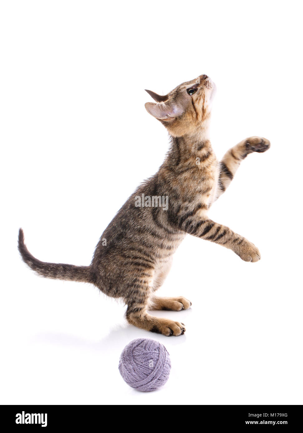 kitten is played with a ball of thread. Threaded games. cat poster ...