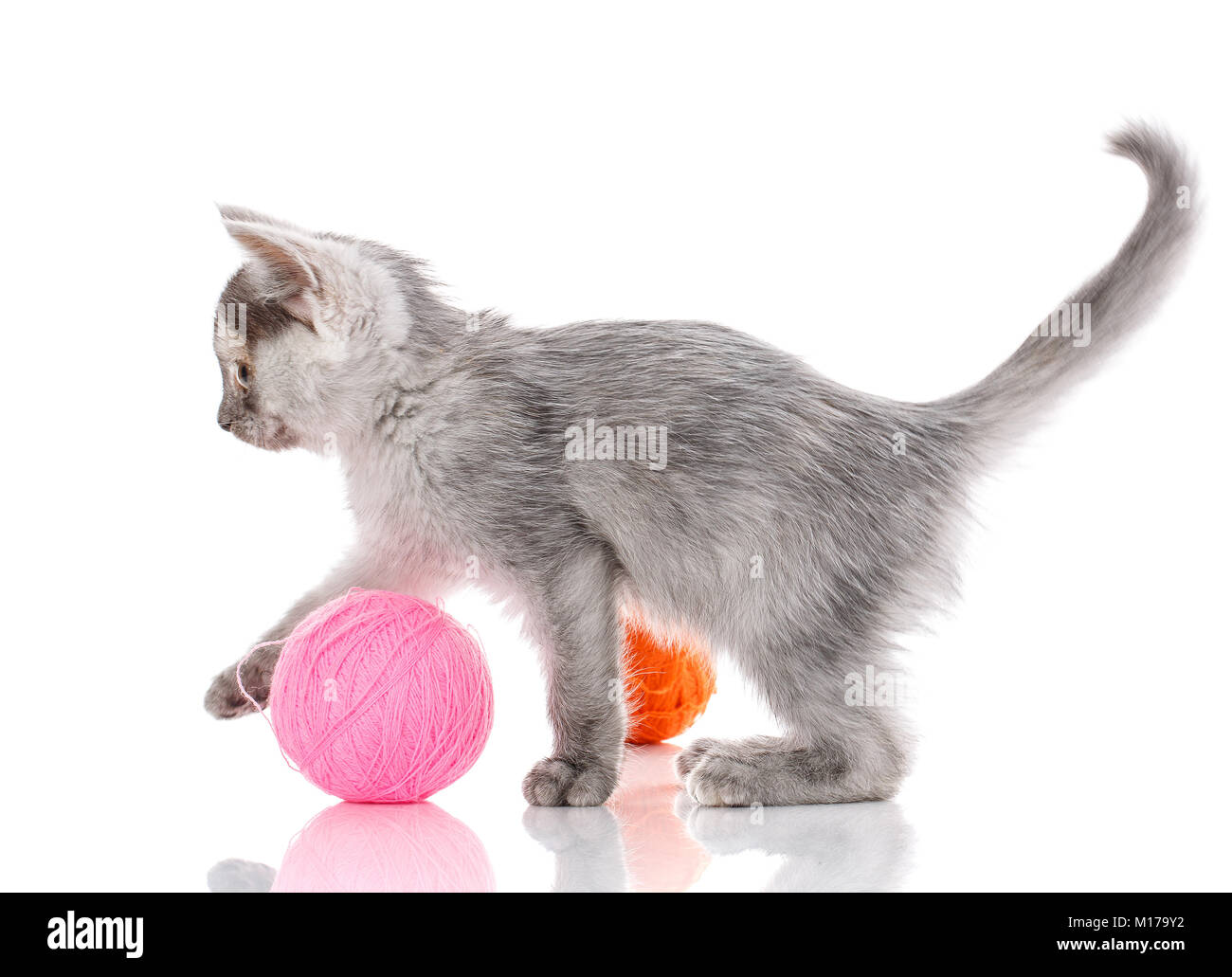 The cat is isolated on white. kitten is played with a ball of thread ...