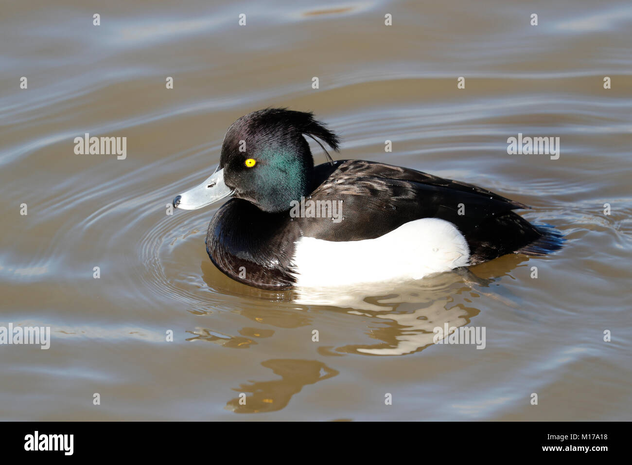 Yellow eye duck hi-res stock photography and images - Alamy