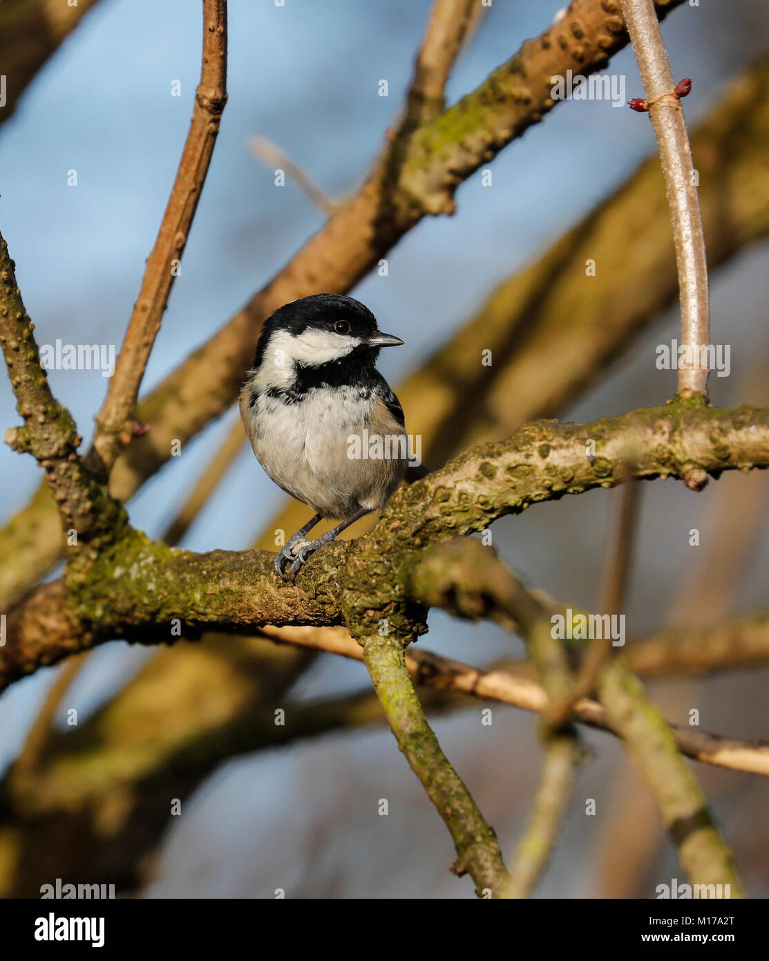 Coal Tit (Periparus ater Stock Photo - Alamy