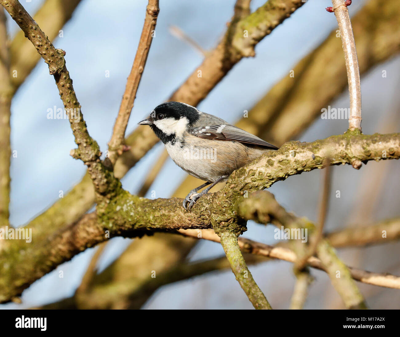 Coal Tit (Periparus ater Stock Photo - Alamy