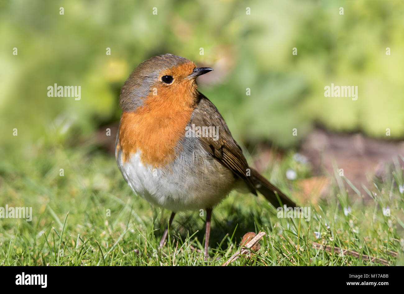 Robin standing on grass. Profile shot, close up in frame with blurred ...