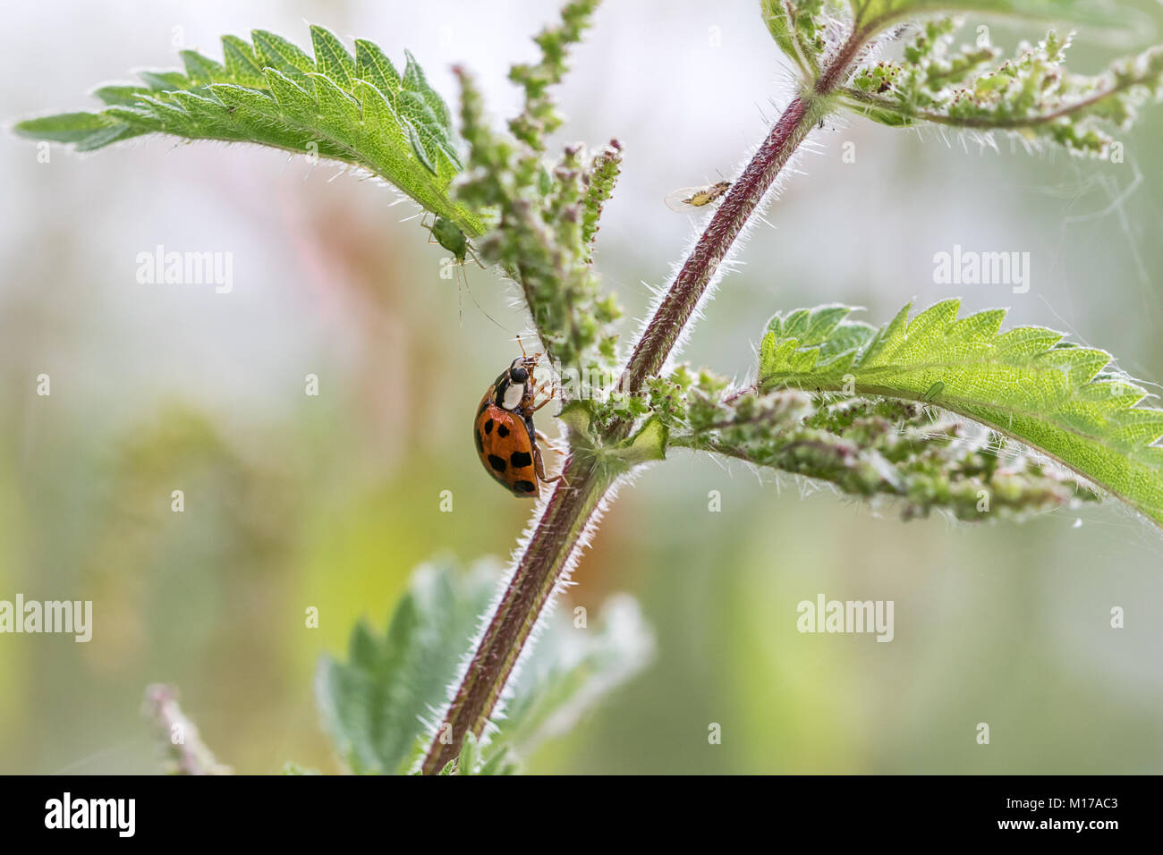 Ladybird on plant stem. Close up in frame with out of focus background ...