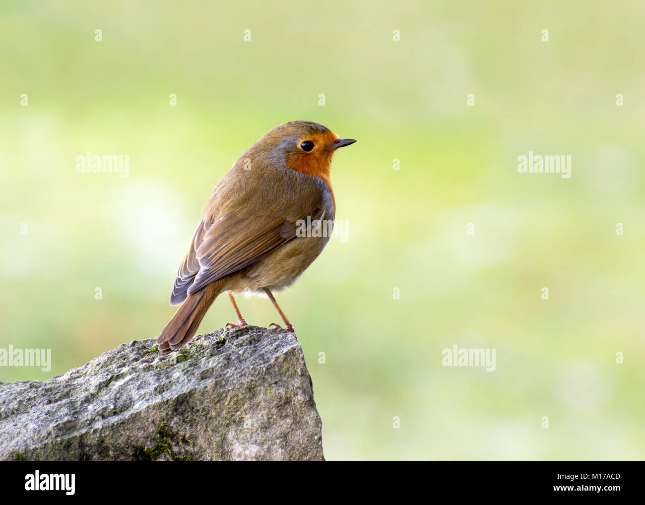 British robin sitting on stone ledge with nicely blurred green ...