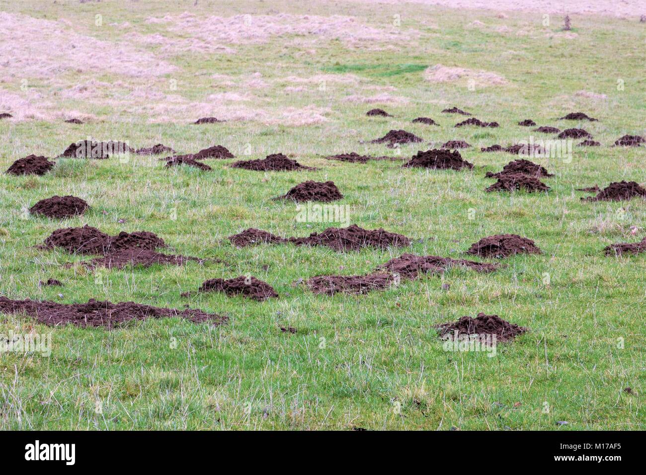 Green field full of mole hills Stock Photo - Alamy