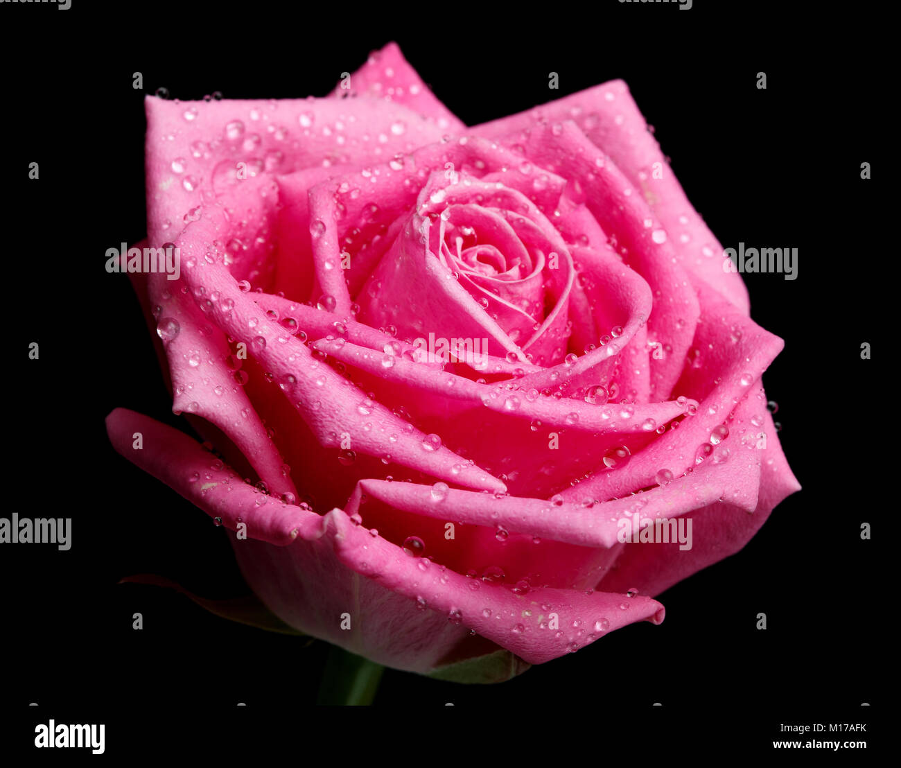 beautiful pink rose head isolater on black background Stock Photo - Alamy