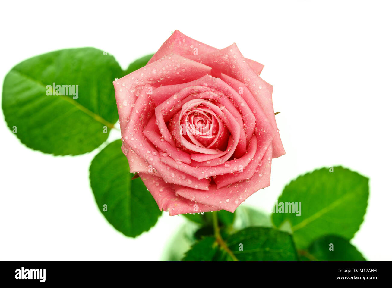 beautiful pink rose head isolated on white background ,topview Stock ...