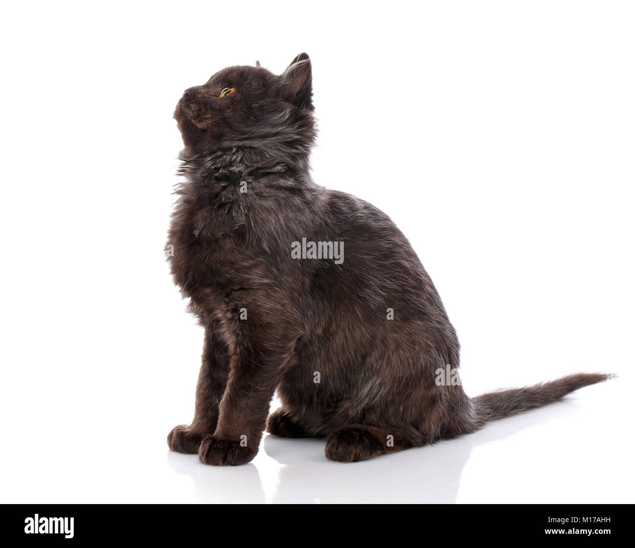 A playful black kitten on a white background. Succession is seeking ...