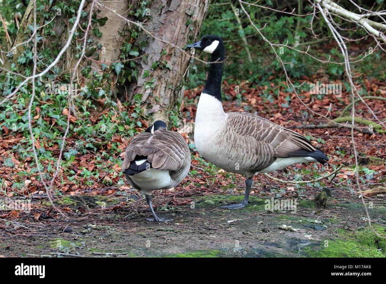 Geese standing looking for food with background of trees and dead ...
