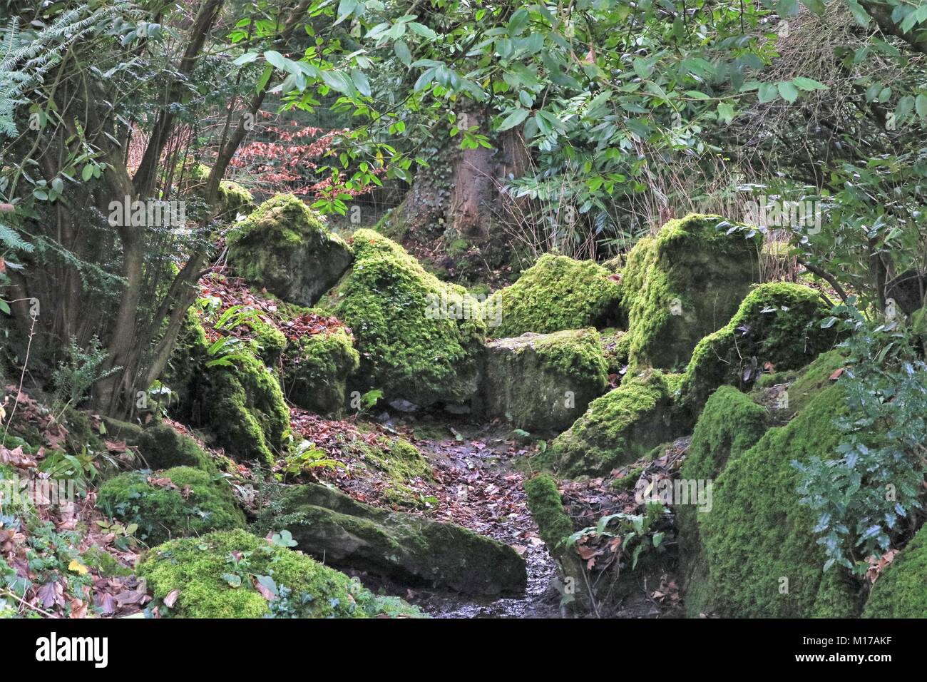 Rock formation covered in moss and surrounded by dead leaves and trees ...