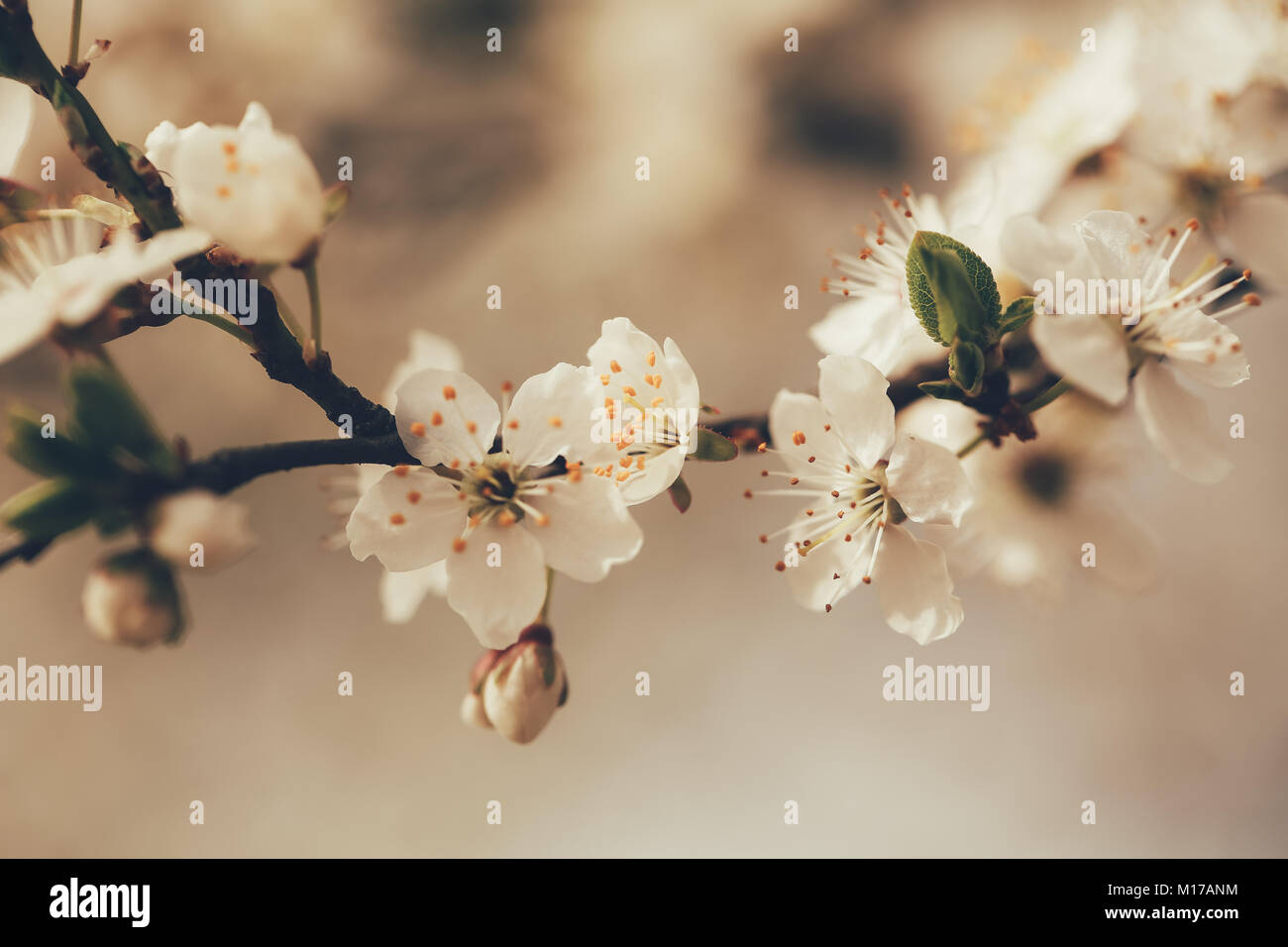 Blossoming branch with flower of cherry, springtime Stock Photo - Alamy