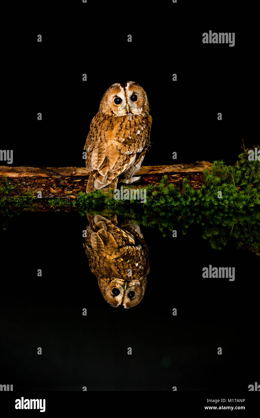 Tawny Owl Reflection Stock Photo - Alamy