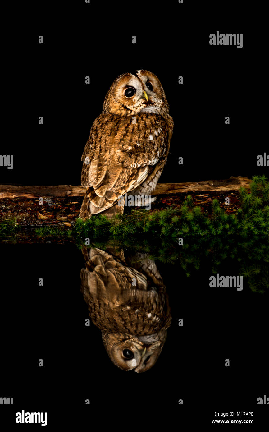 Tawny Owl Reflection Stock Photo - Alamy