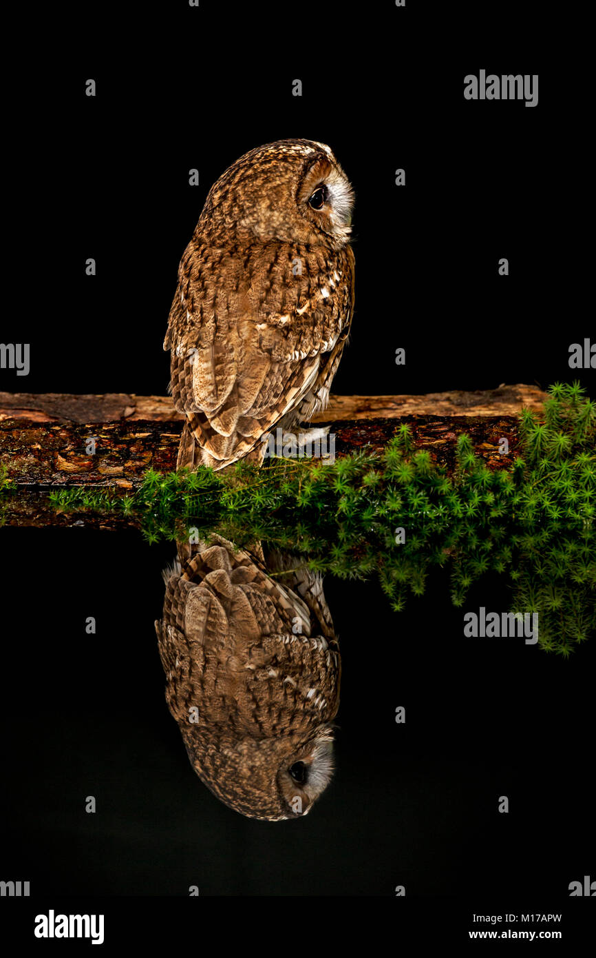 Tawny Owl Reflection Stock Photo - Alamy