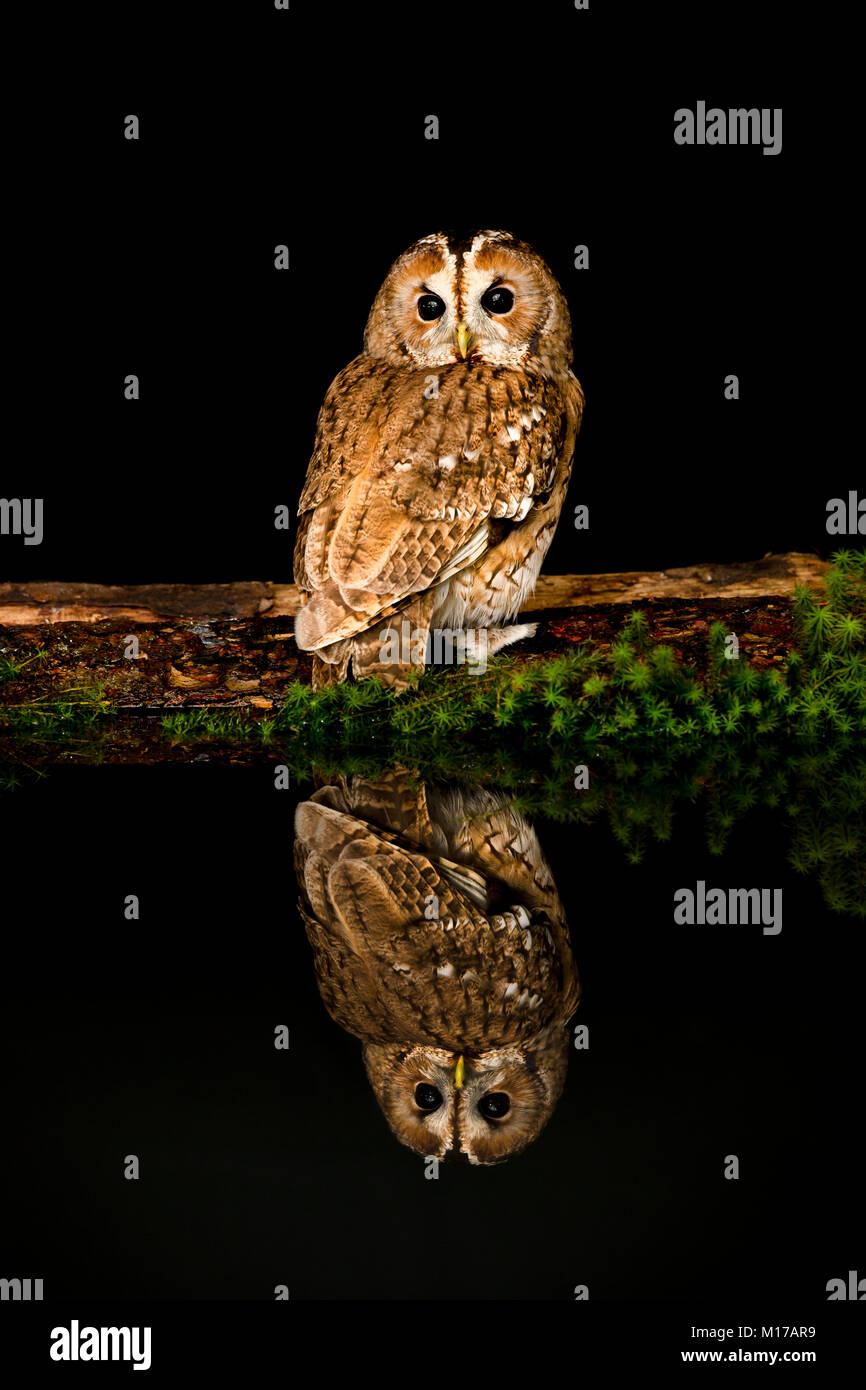 Tawny Owl Reflection Stock Photo - Alamy