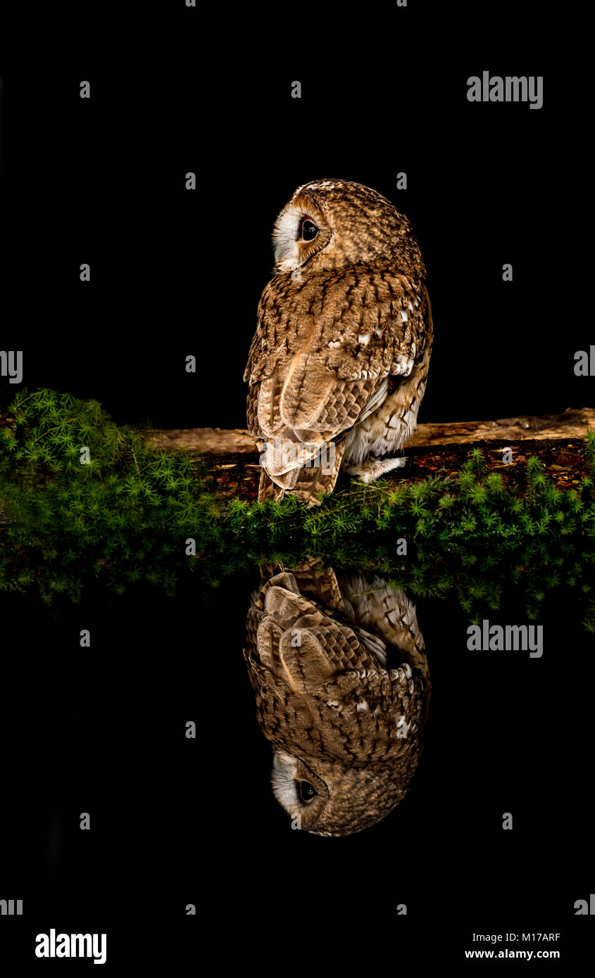 Tawny Owl Reflection Stock Photo - Alamy