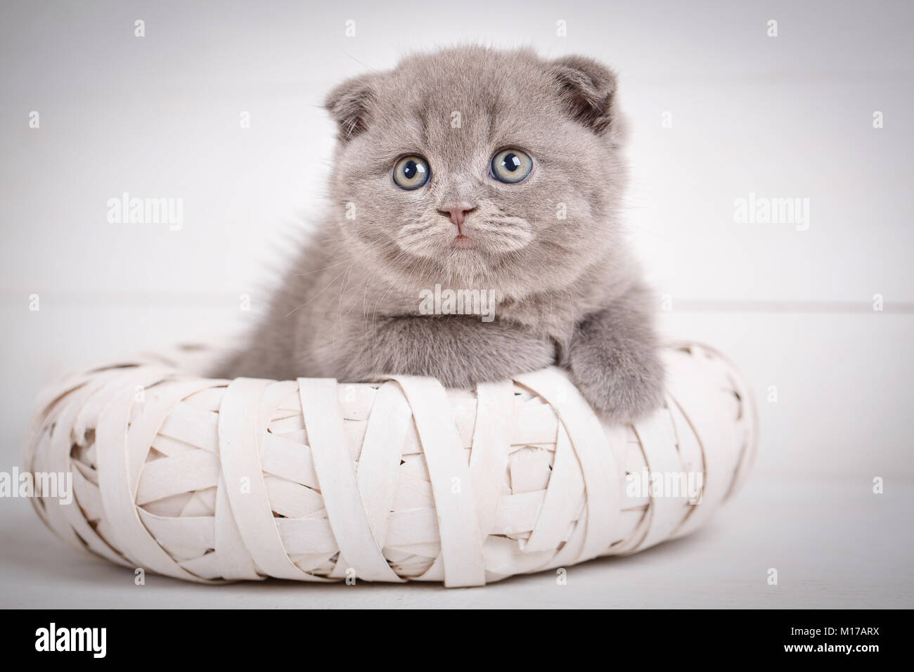 Gray Scottish Fold Kittens